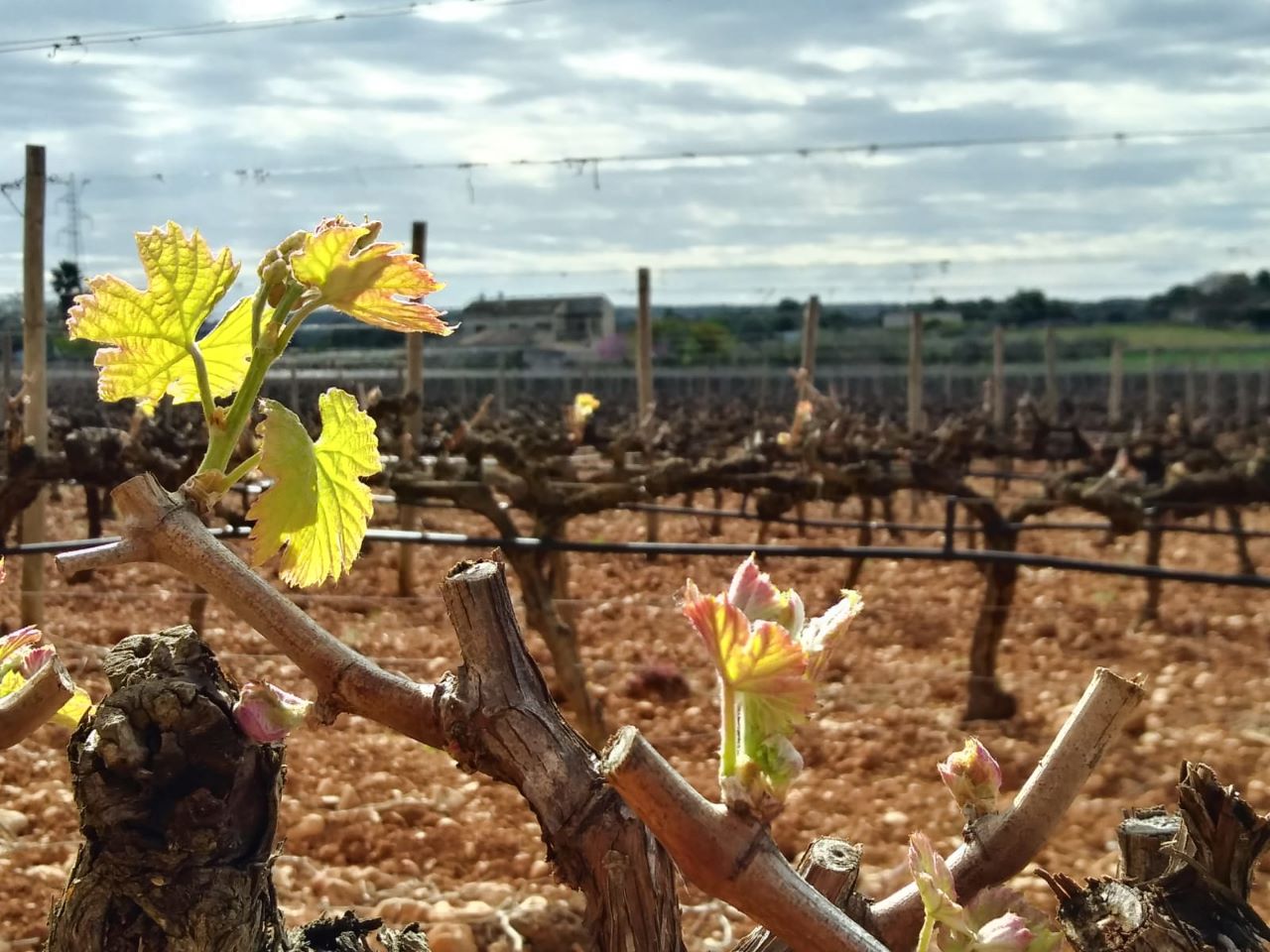 MALLORCAPURA | ¡Nos vamos de bodegas en Mallorca!